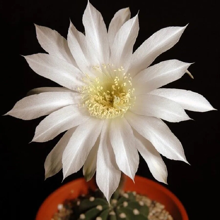 Семена Деодар Кактус Echinopsis subdenudata 10 шт.