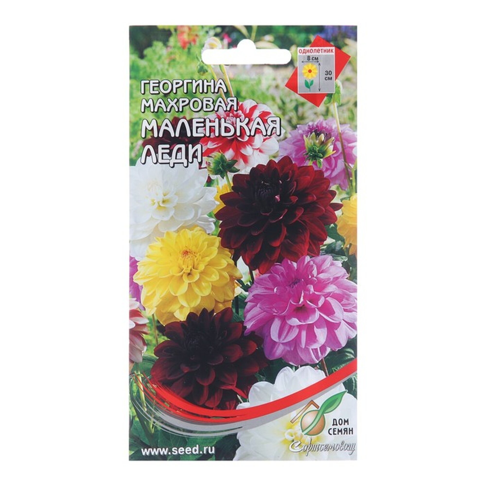 Семена георгины Дом семян "Маленькая Леди", махровые, 10 штук