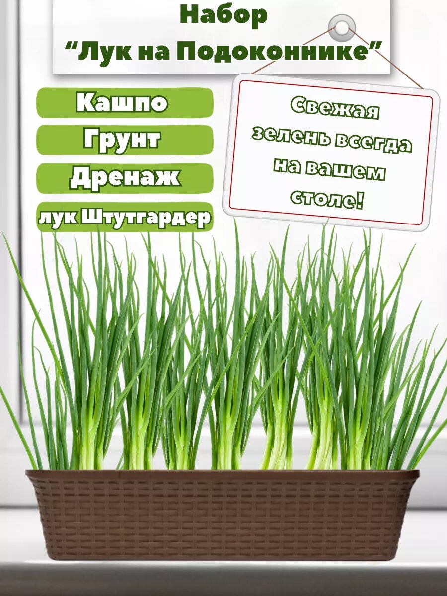Набор "Лук на Подоконнике"