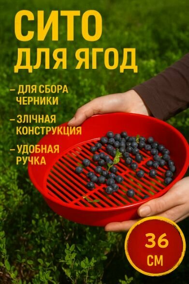 Садовое сито 36x36x7,5 см пластиковое, с сетчатыми перегородками и очищенными ягодами, голубикой и брусникой