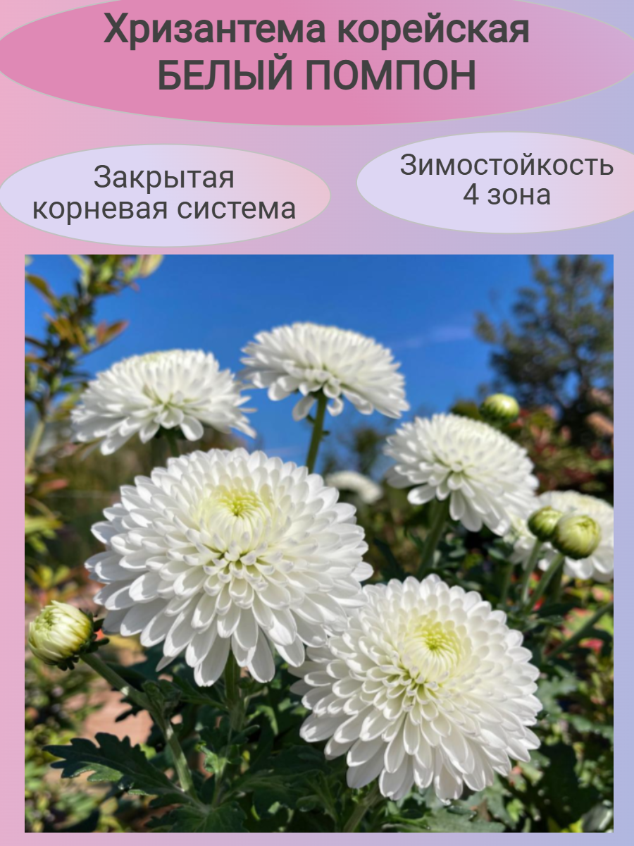 Хризантема корейская Белый помпон