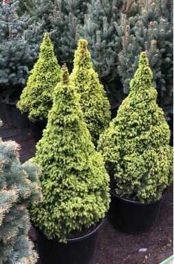 Ель канадская Дейзи Вайт, С40, 80 см