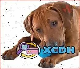 Игрушка для собак Petstages орка теннисный мяч 6см