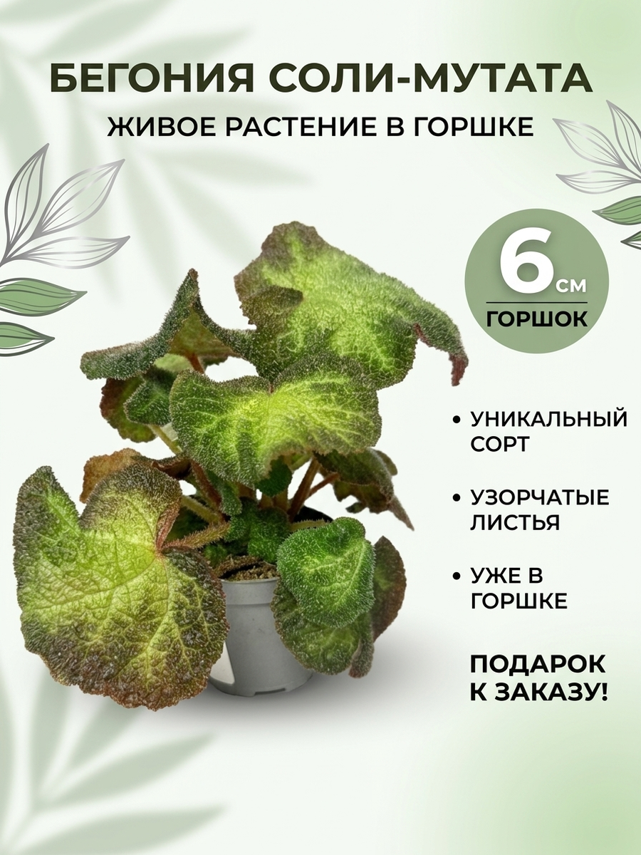 Бегония Соли-Мутата комнатное растение в горшке 6 см высота 10 см