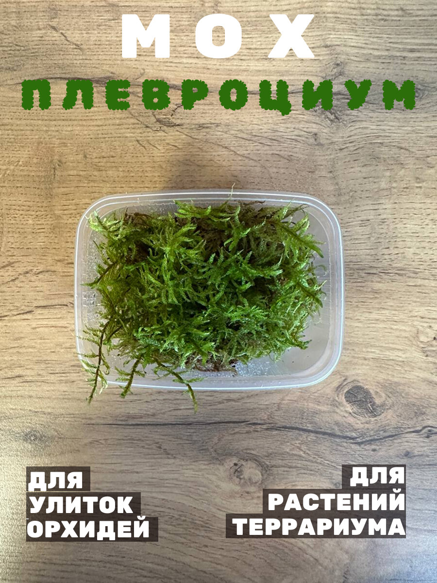 Мох плевроциум лесной свежий 250 мл