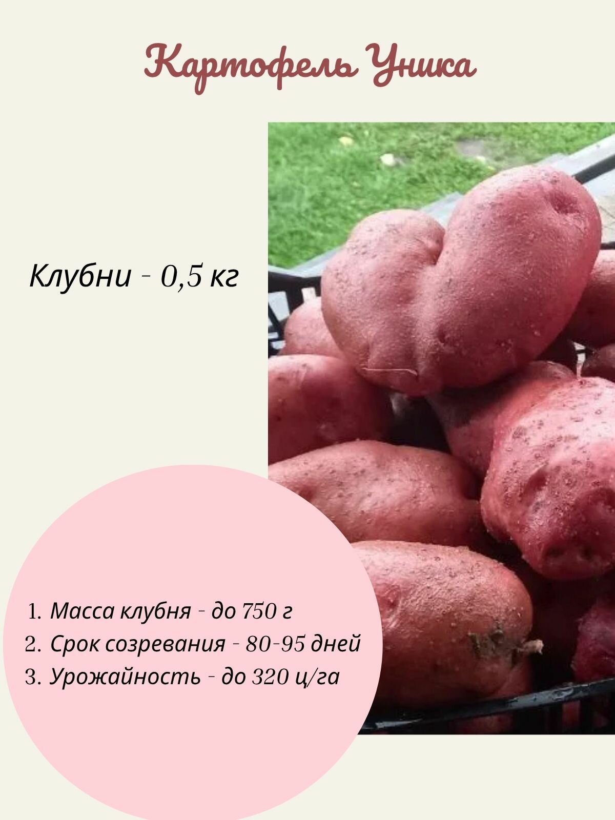 Картофель красный Уника 0,5 кг на посадку
