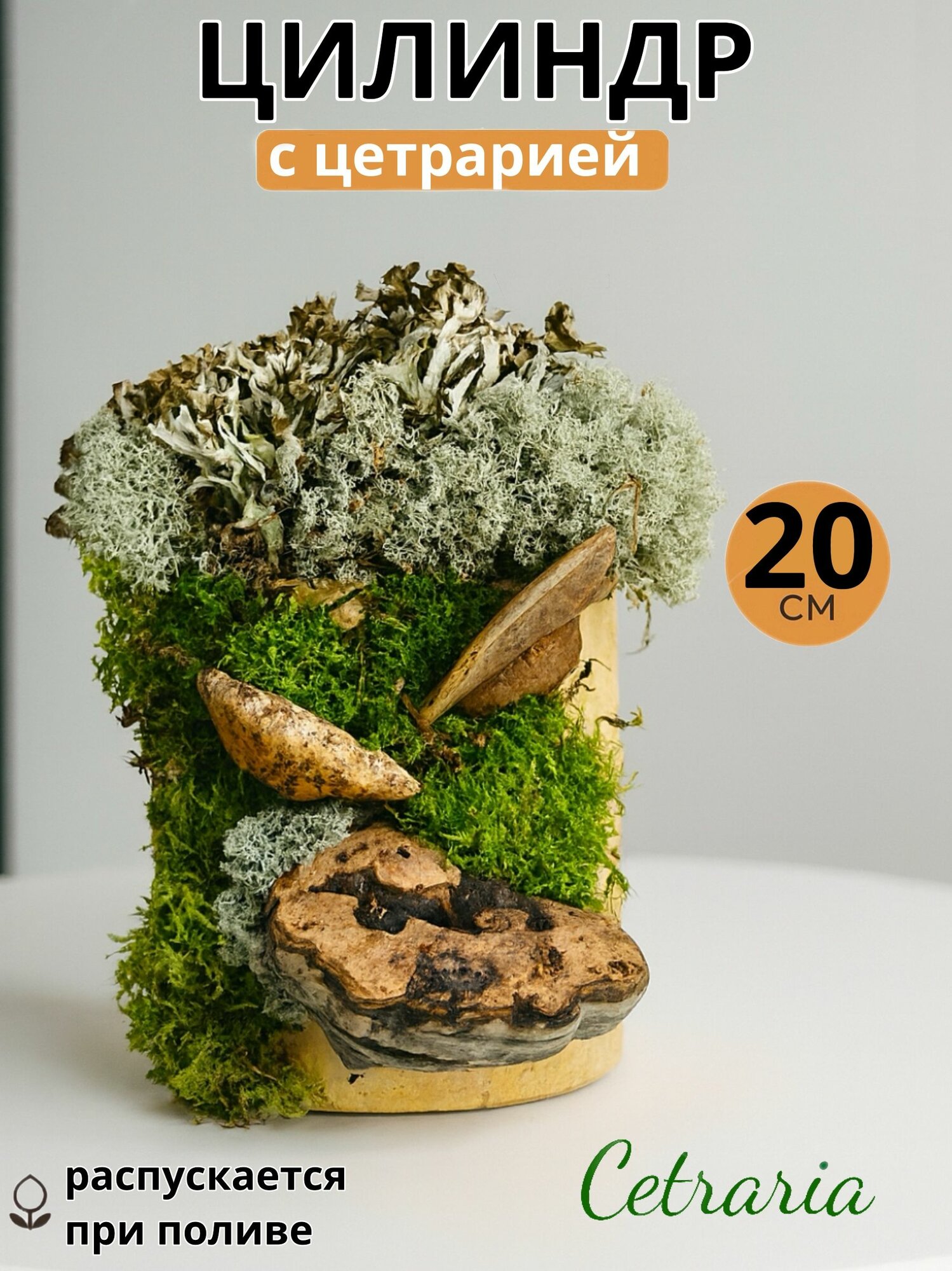 Декоративная интерьерная Композиция Цилиндр с Цетрарией и Чагой