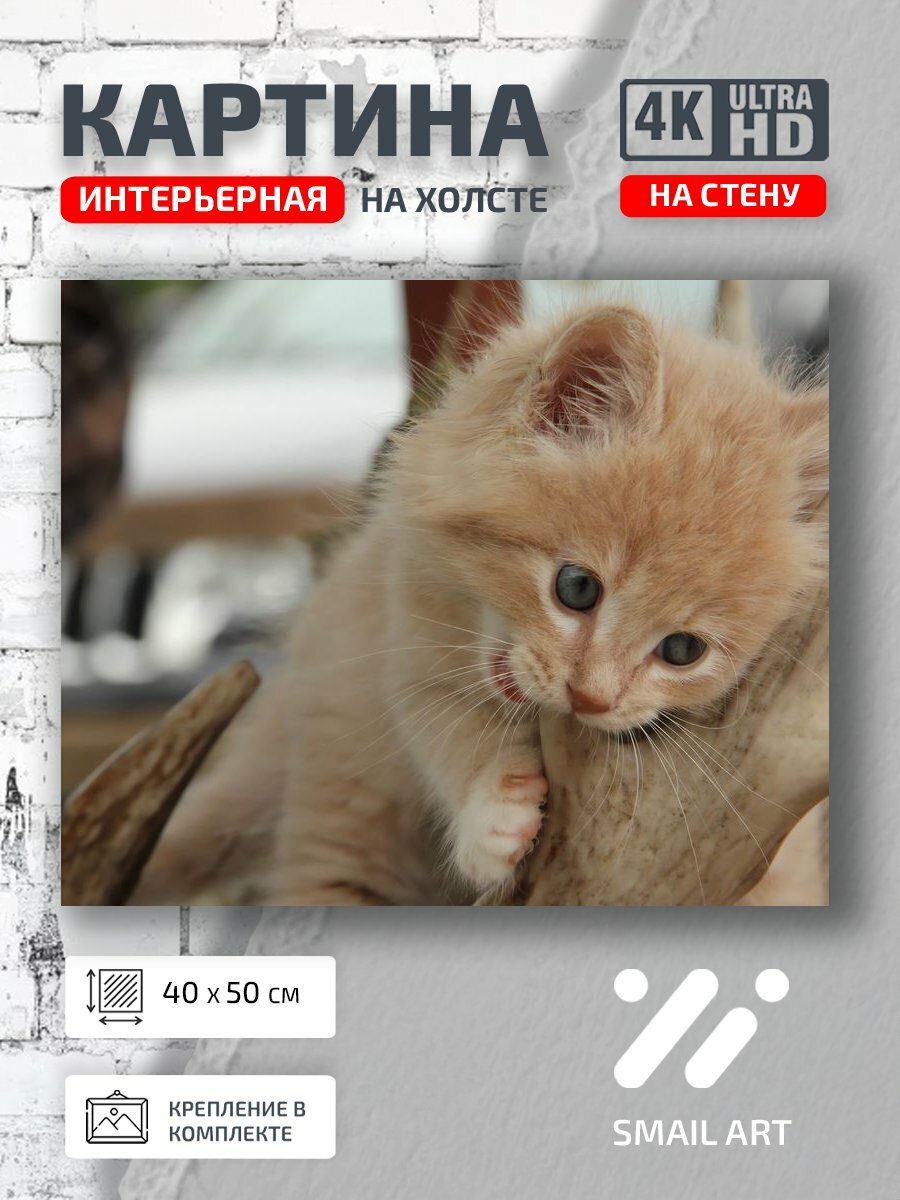 Картина на холсте интерьерная 40 на 50 на стену Котенок Animal для гостиной animal style