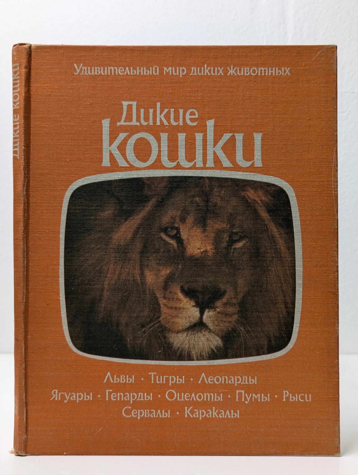 Дикие кошки Сборник 1981