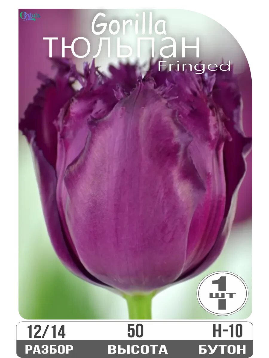 Тюльпаны луковицы Горилла 1шт крупные, разбор 12/14