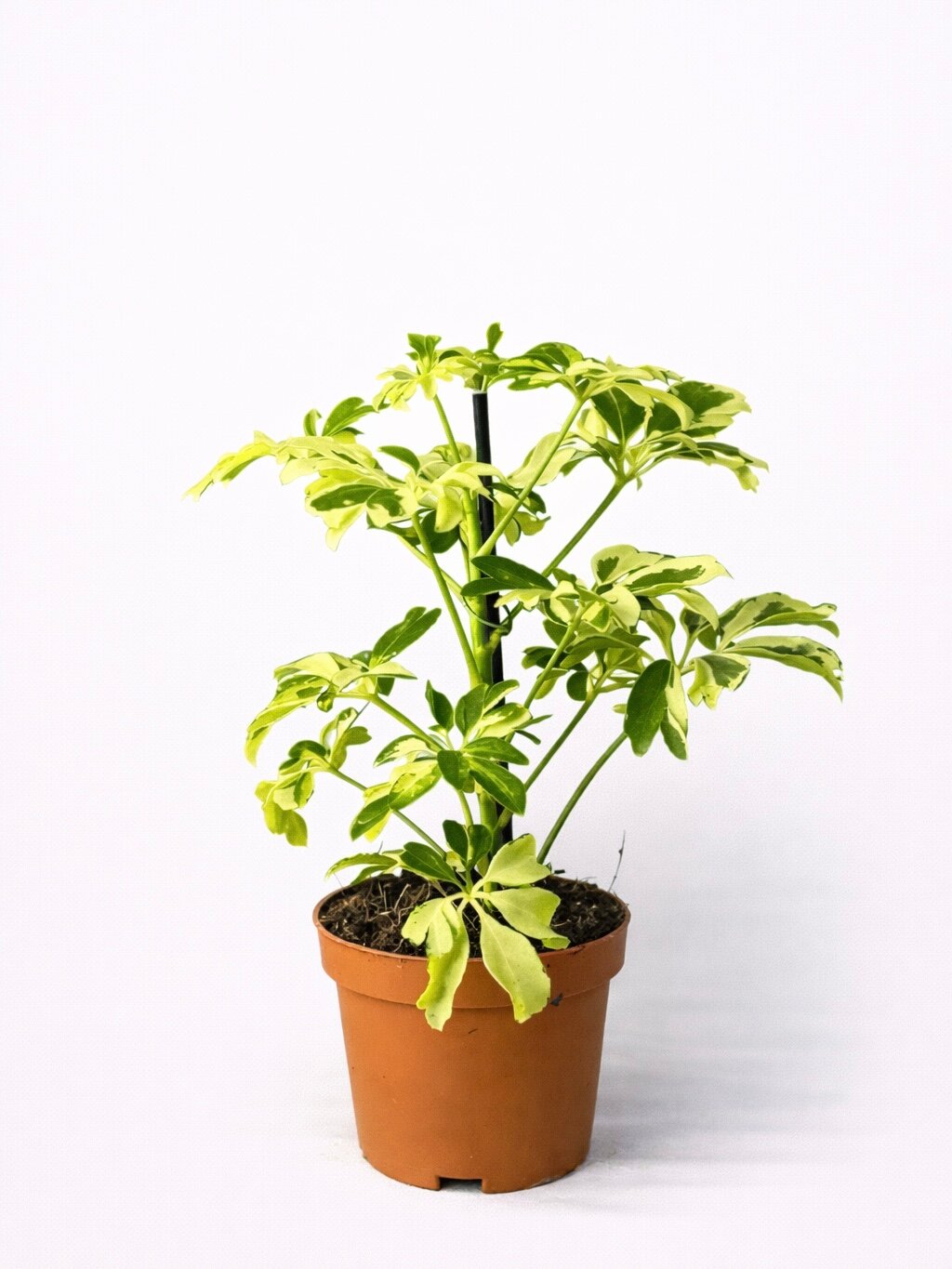 Шеффлера (Schefflera) 9см