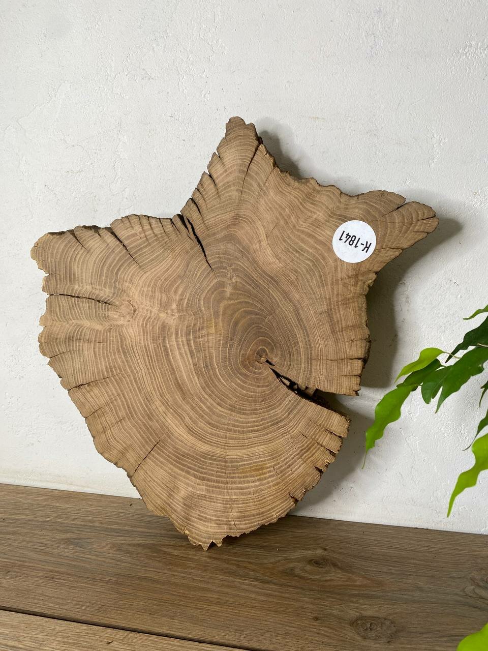 Спил дуб . Габаритные размеры 43х42х5 см. Шлифованный с 2-х сторон. артикул к1841