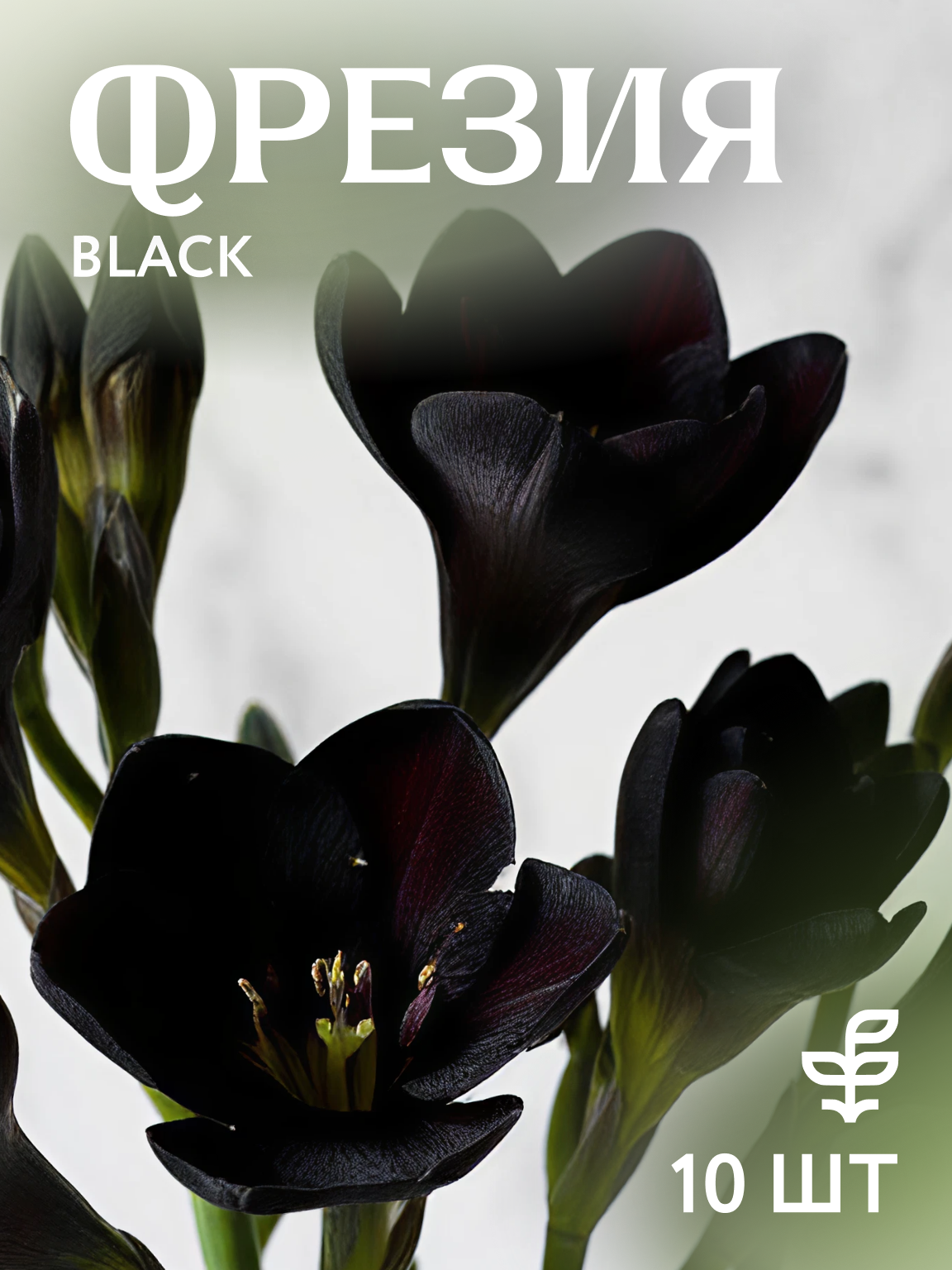 Фрезии луковицы многолетние крупноцветковые 10шт