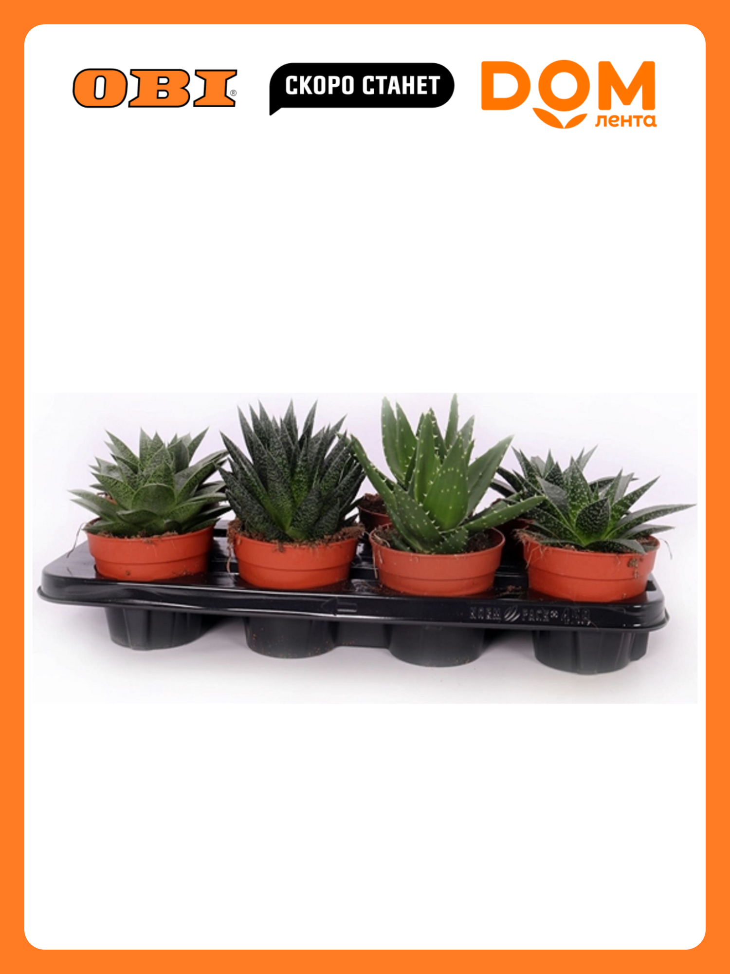 Растение Алоэ микс D12 H15