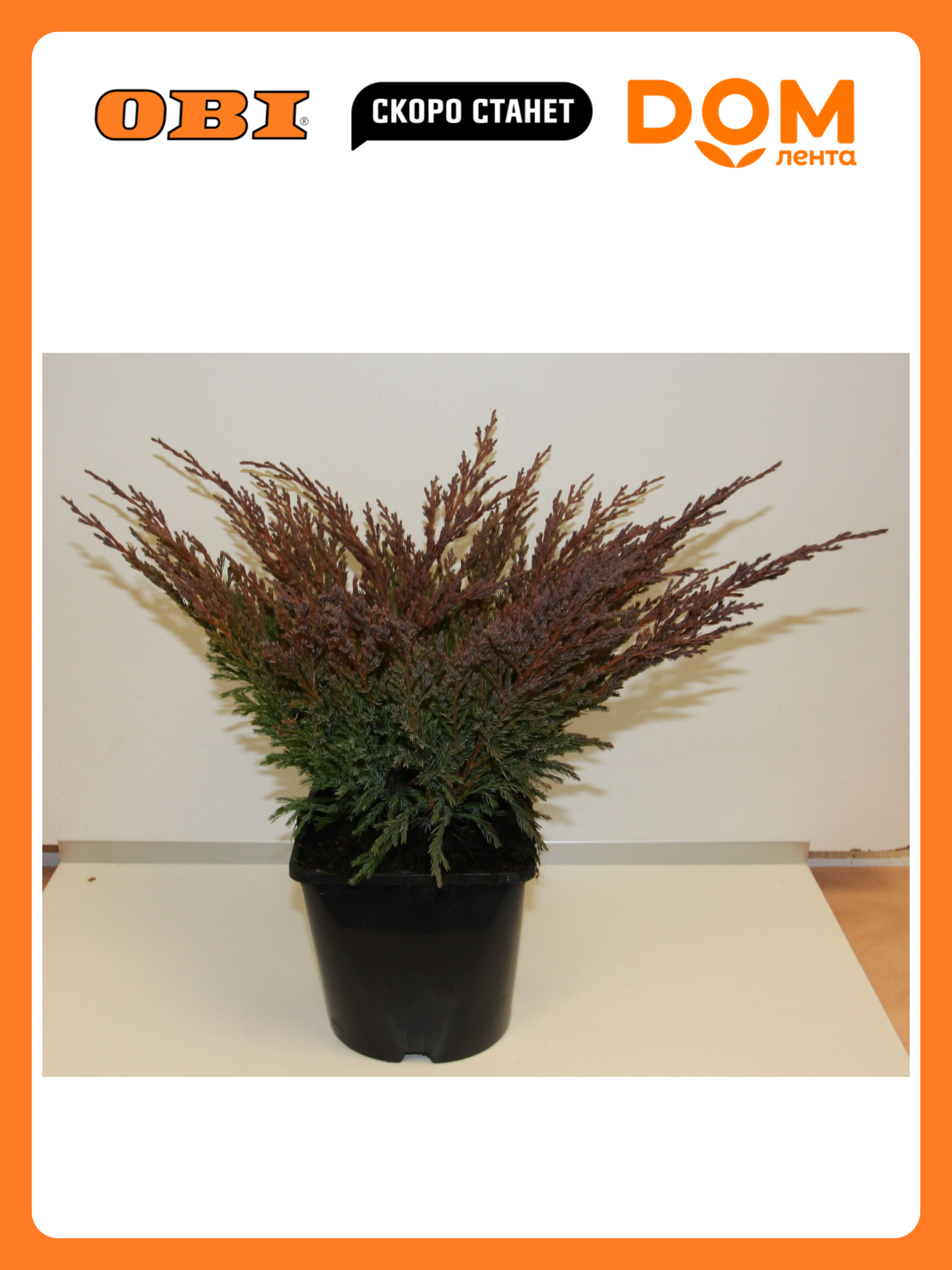 Можжевельник Андорра Компакт 881727, многолетнее, хвойное, декоративное растение