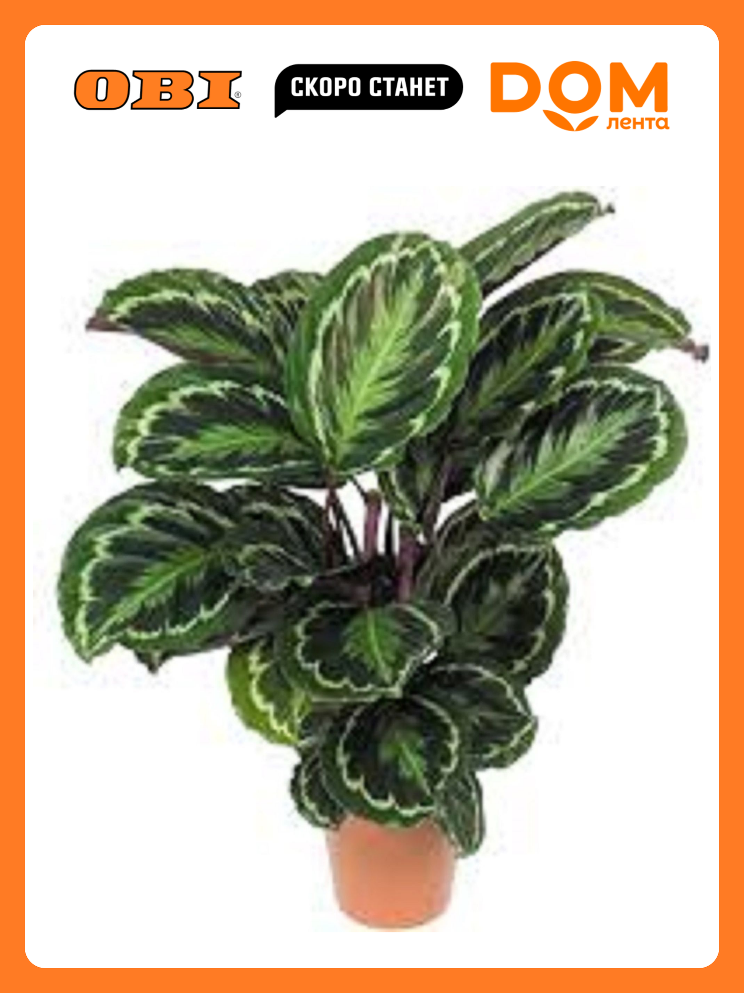 Растение Калатея Медальон, высота 50 см, диаметр горшка 14 см