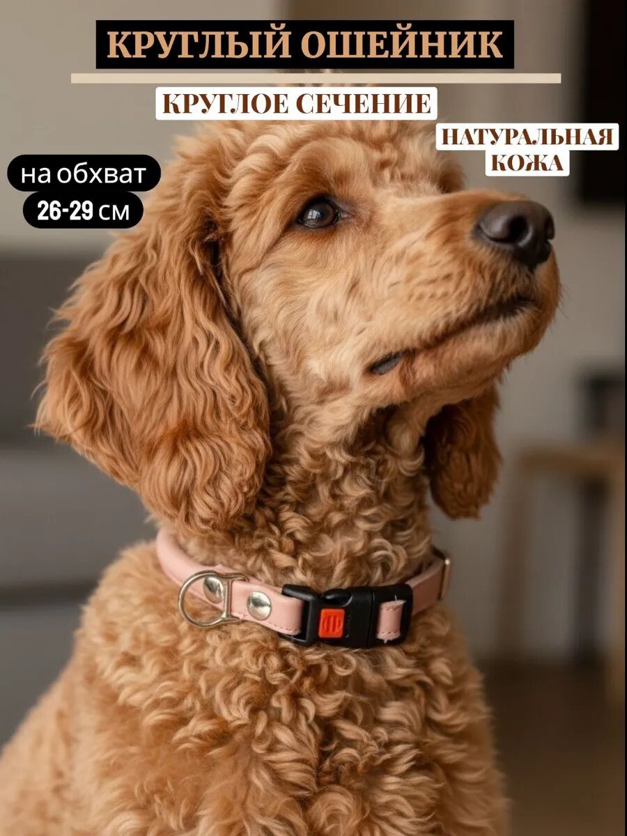 Dogbond Ошейник для шпица круглый кожаный 26-29 см