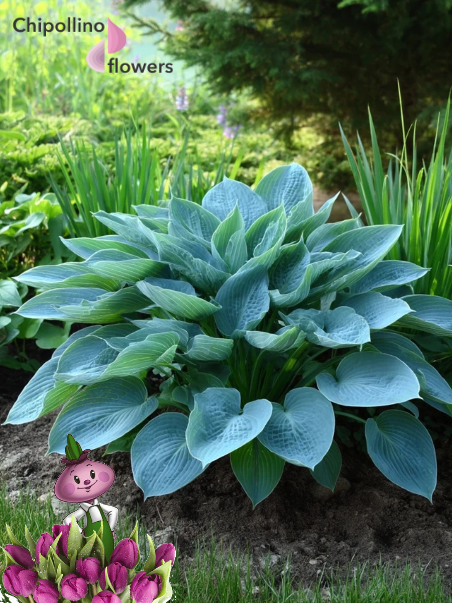 Клубни цветов, chipollino flowers, Хоста BLUE UMBRELLAS ( 1 штука )