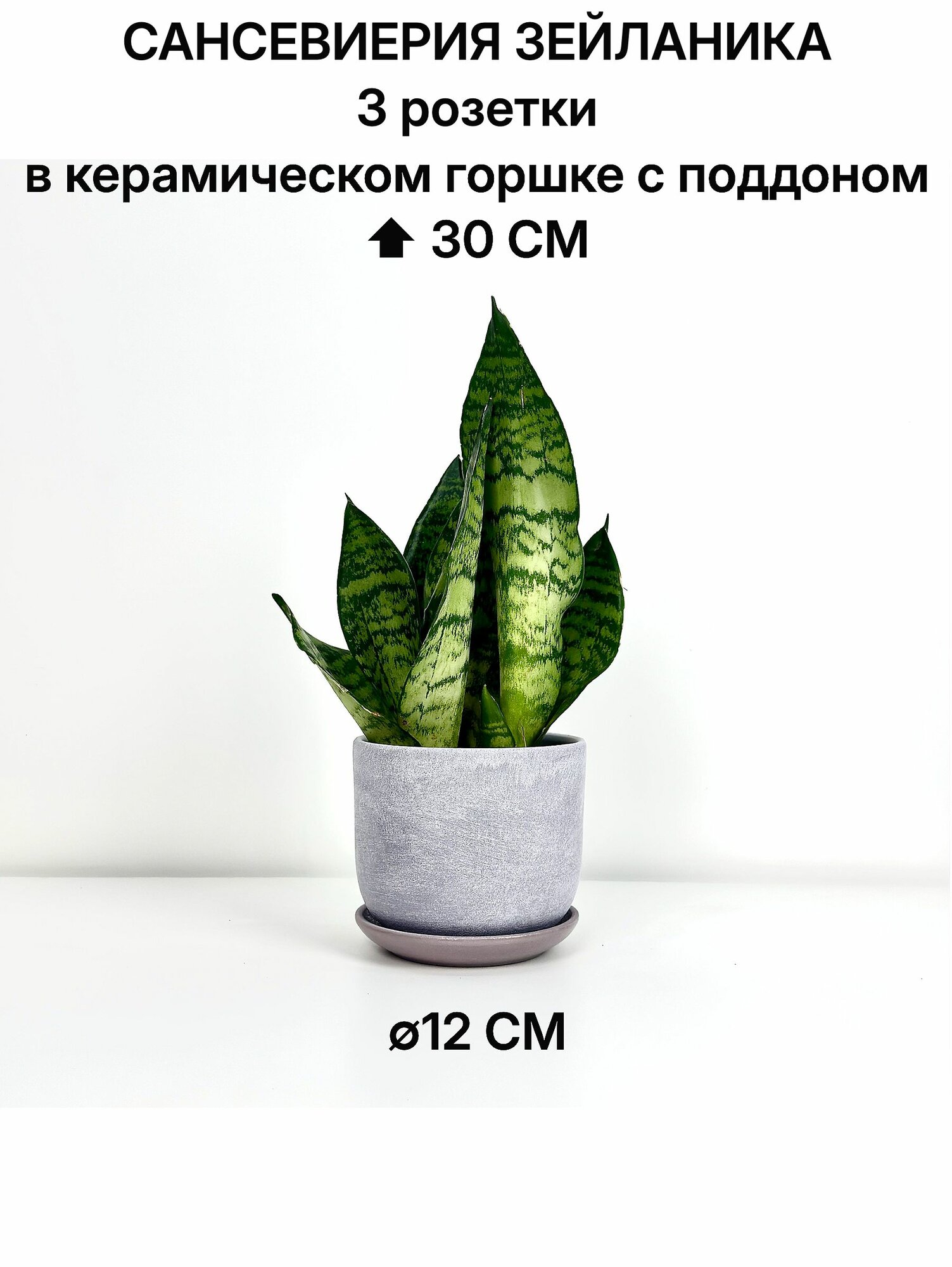Сансевиерия Зейланика 3 розетки в сиреневом керамическом горшке с поддоном D12 Замша, высота 30см