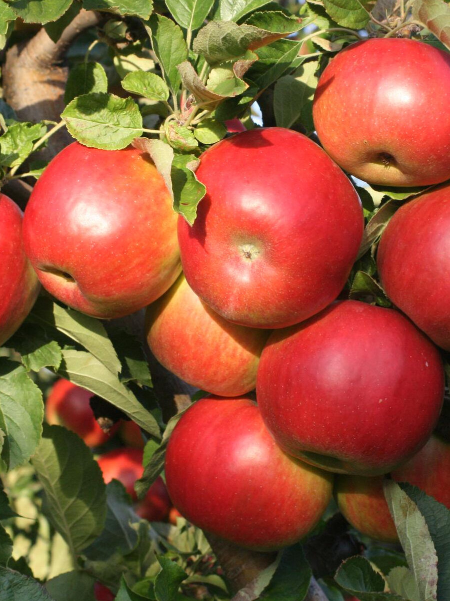 Яблоня "Айдаред", многолетняя, морозостойкая, сладкая, ЗКС, 2-х летний