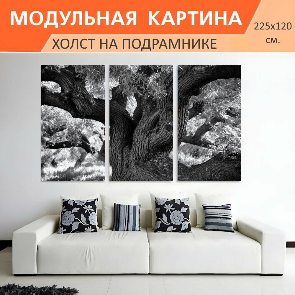 Модульная картина на холсте "Прованс: старинные оливковые деревья с изогнутыми стволами, спрятанные среди зелени. стиль: фотография в." триптих на подрамнике 225х120 см. для интерьера