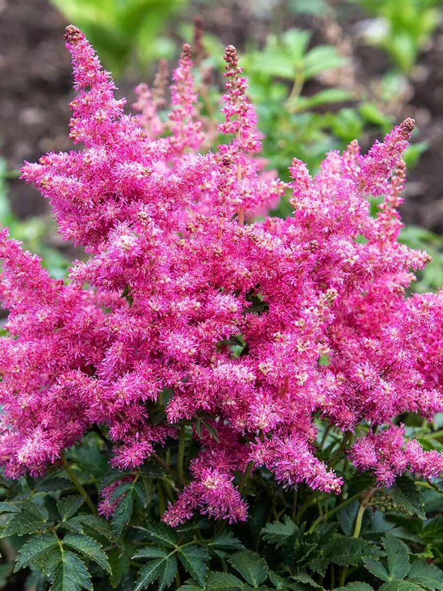 Астильба гибридная Younique Pink