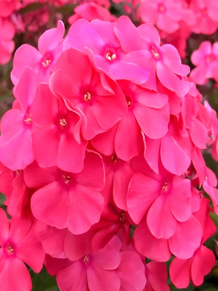Флокс Алина