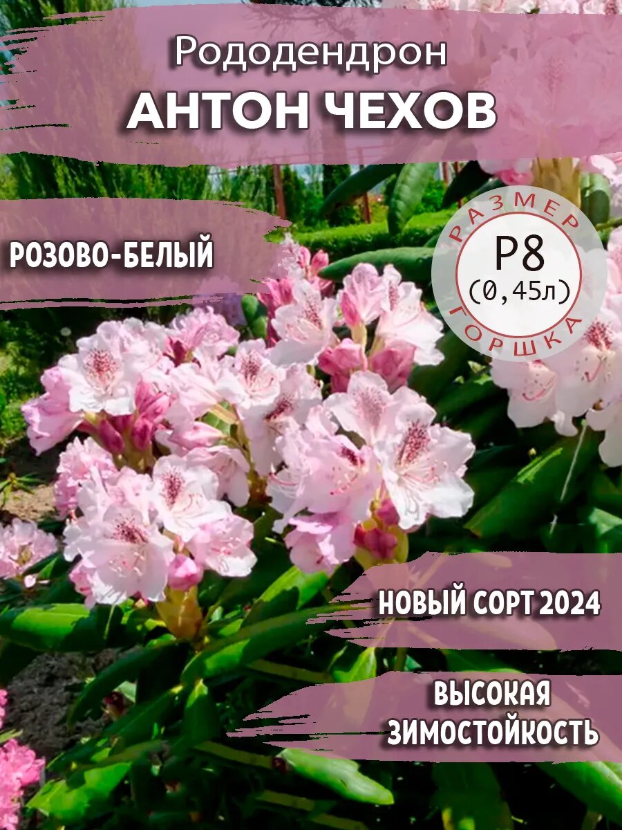 Рододендрон Антон Чехов