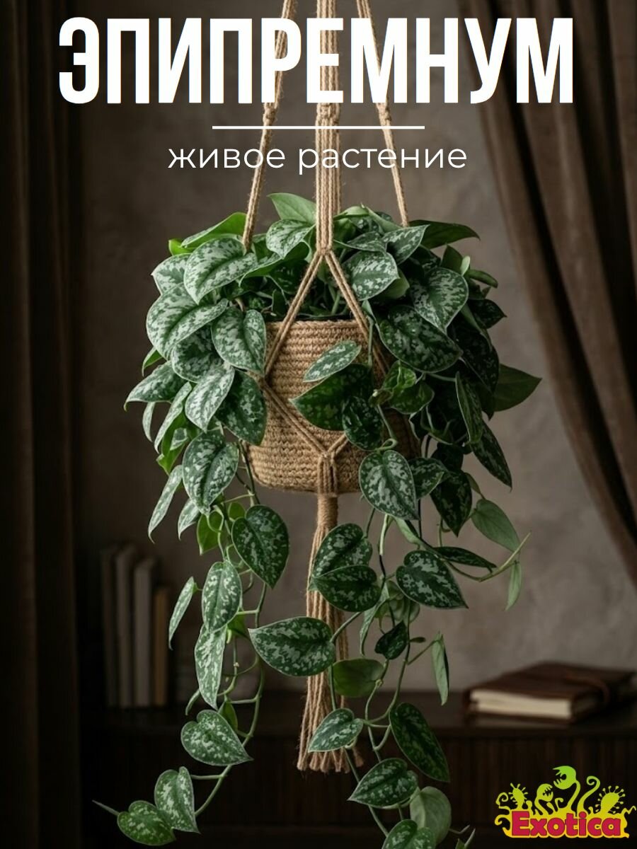 Сциндапсус Пиктус Экзотика (Scindapsus Pictus Exotica) D12см, живое растение
