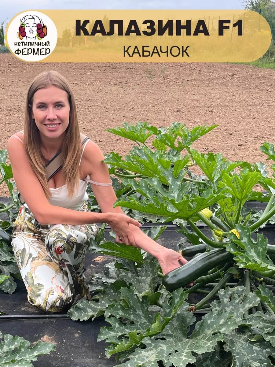 Семена кабачка Нетипичный фермер Калазина F1, раннеспелые, однолетние, для улицы