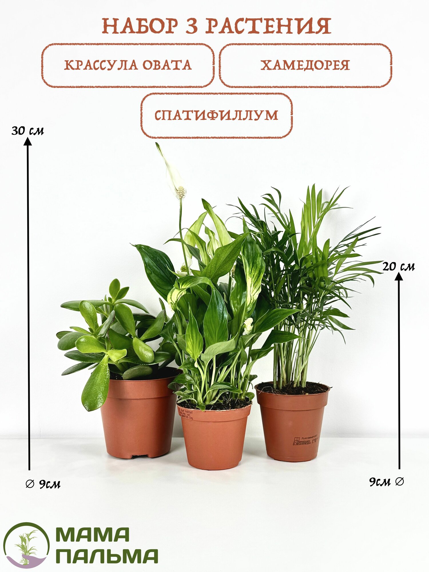 Набор 3 растения Крассула Овата Спатифиллум Пальма Хамедорея в горшке D9 (живые растения)