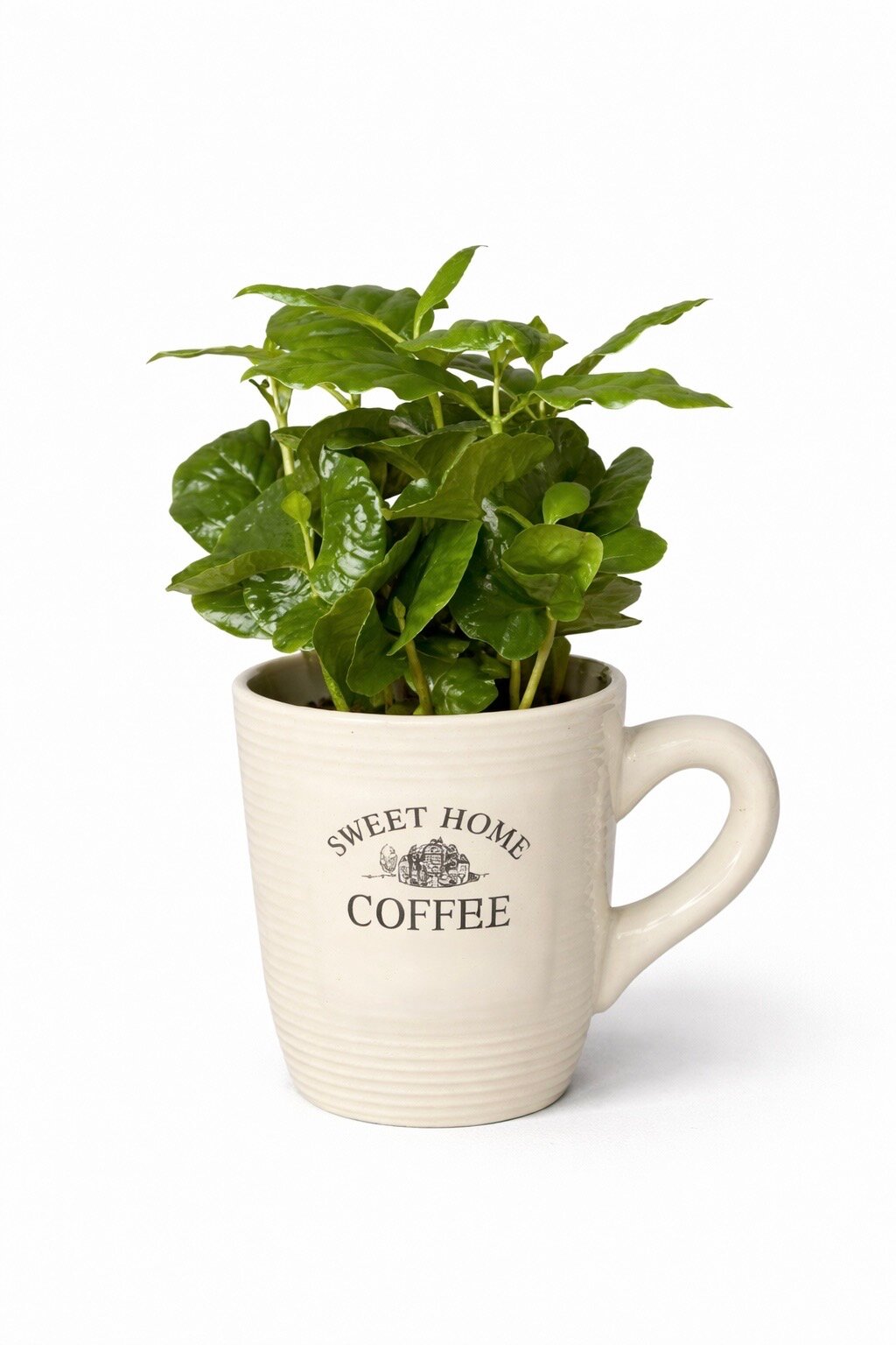 Кофейное дерево (Coffea arabica) 9см