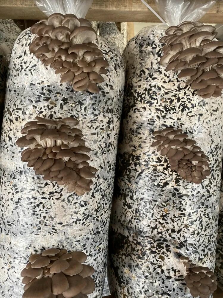 Мицелий вешенки зерновой /штамм м5/ 250 грамм