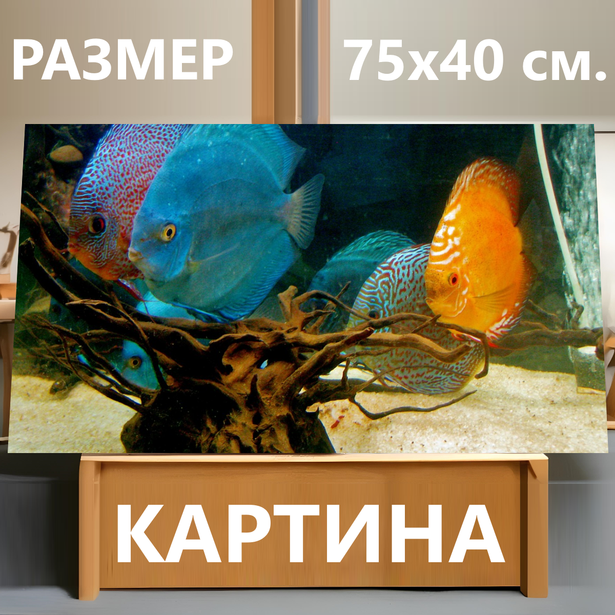 Картина на холсте "Дискус, рыбы, аквариум" на подрамнике 75х40 см. для интерьера