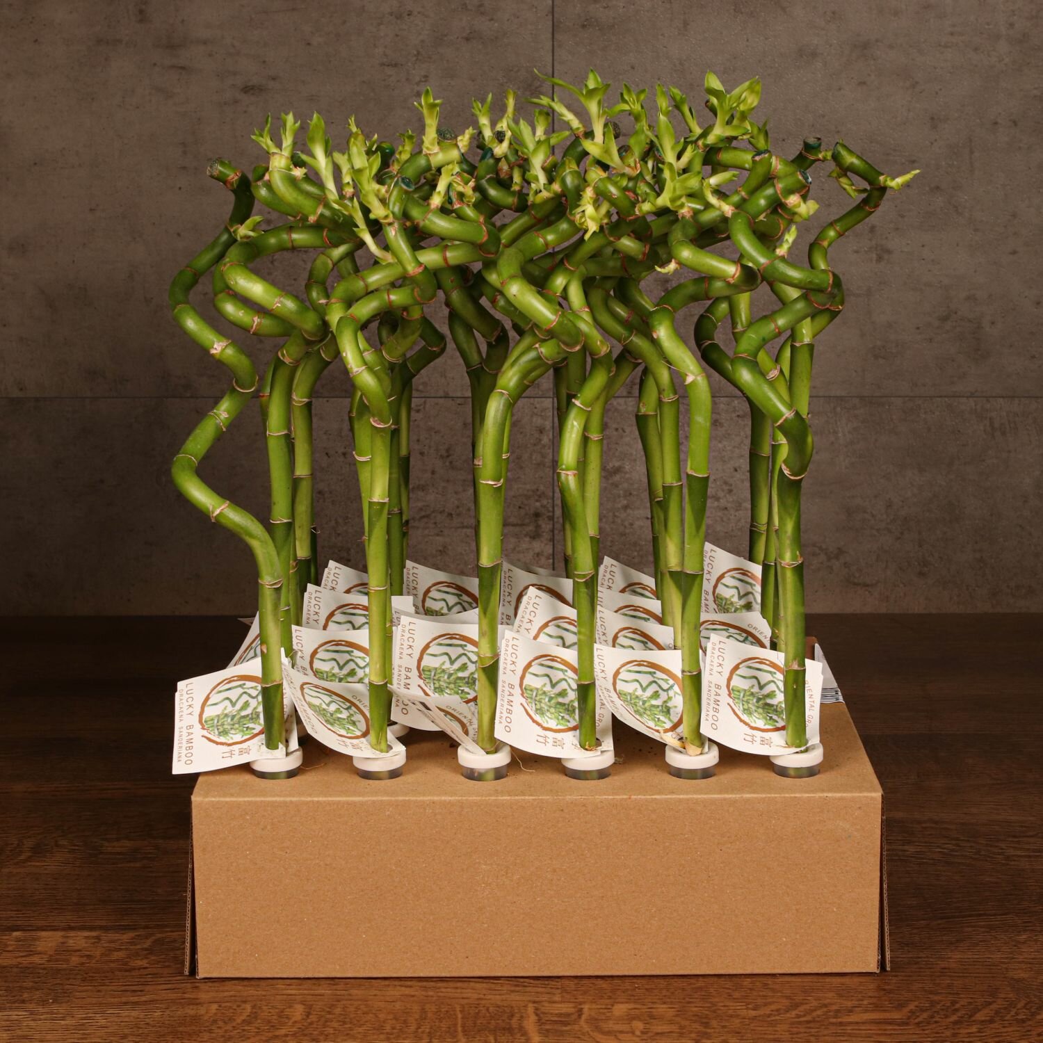 Бамбук Лаки спираль 40 см