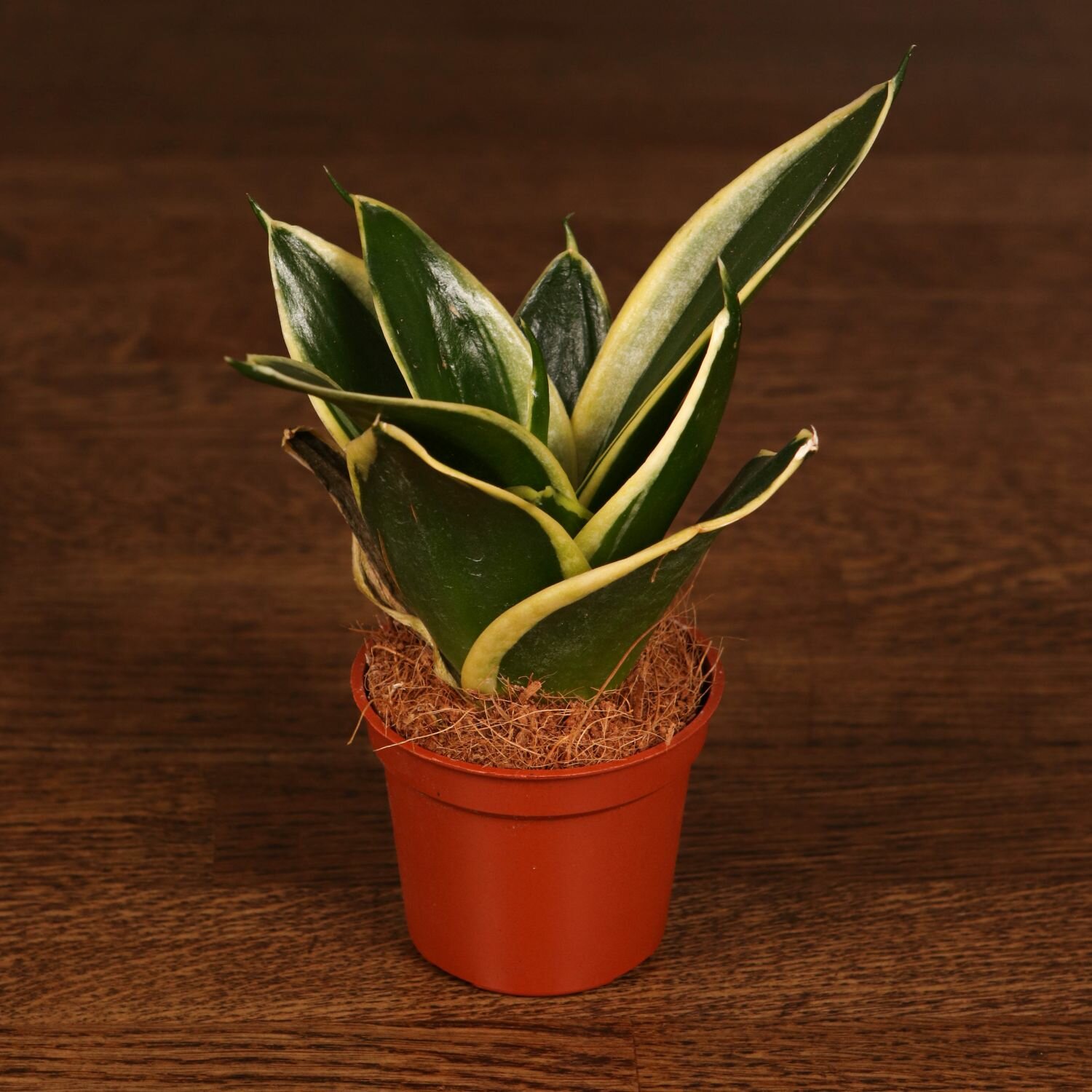 Сансевиерия Лотос Ханни D6