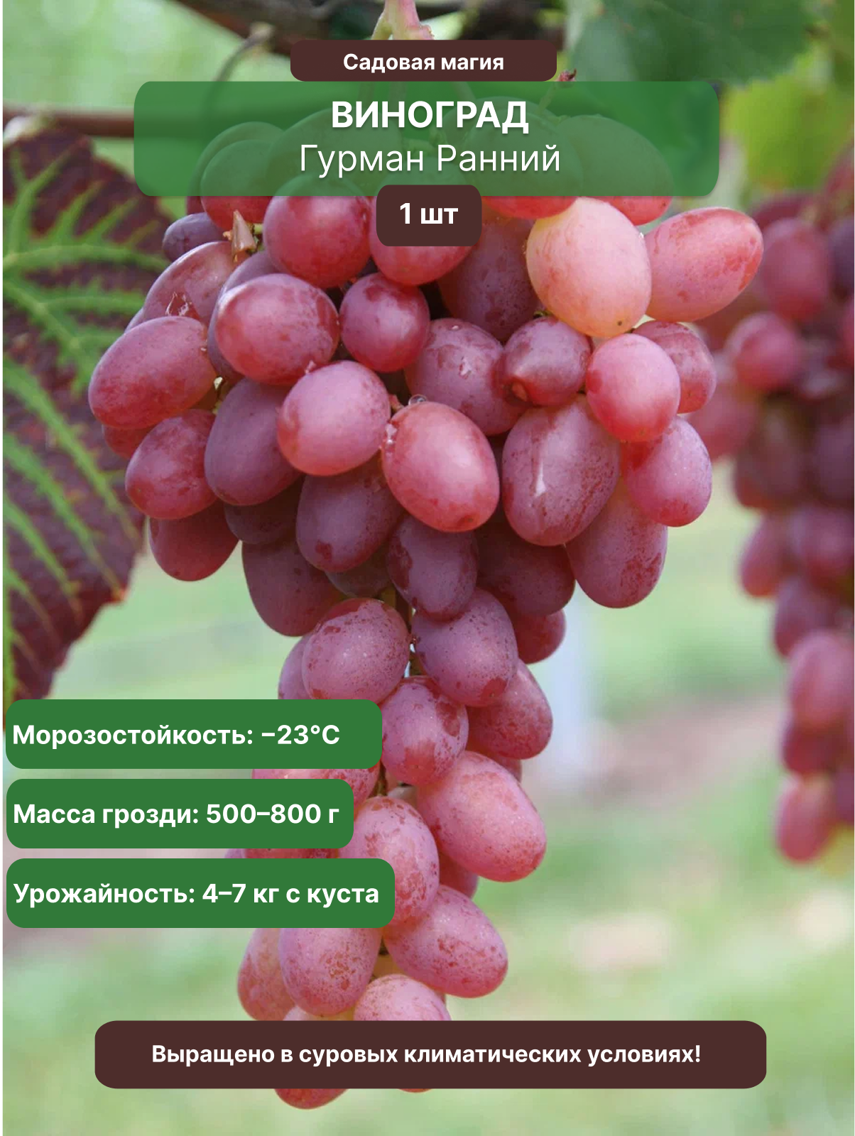 Виноград Гурман Ранний 1 шт / многолетний, морозостойкий сорт