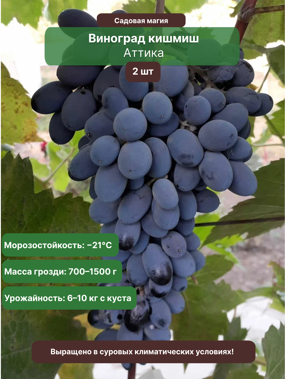 Виноград кишмиш Аттика, 2 шт, раннеспелый, сладкий, без косточек