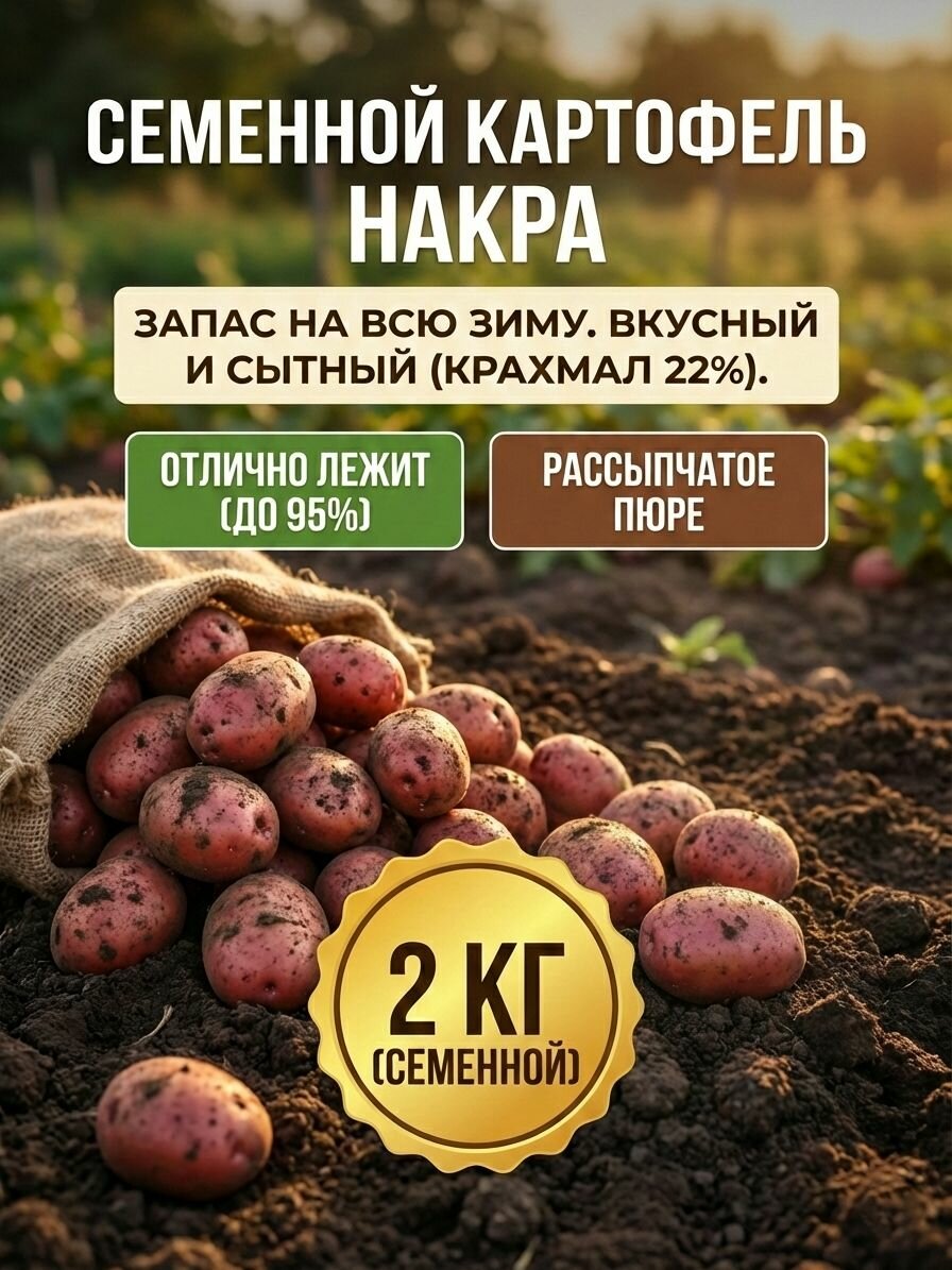 Картофель семенной Накра 2 кг клубни на посадку ранний скороспелый сорт для супов, жарки, салатов