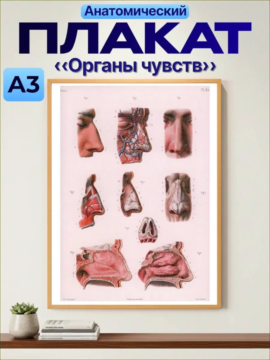 Постер медицинский, нос, офтальмология, лор, А3 анатомия, хирургия