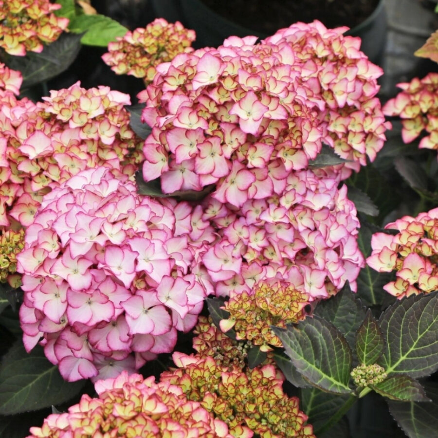 Гортензия крупнолистная Адула (1 саженец в горшке Р12), Нидерланды