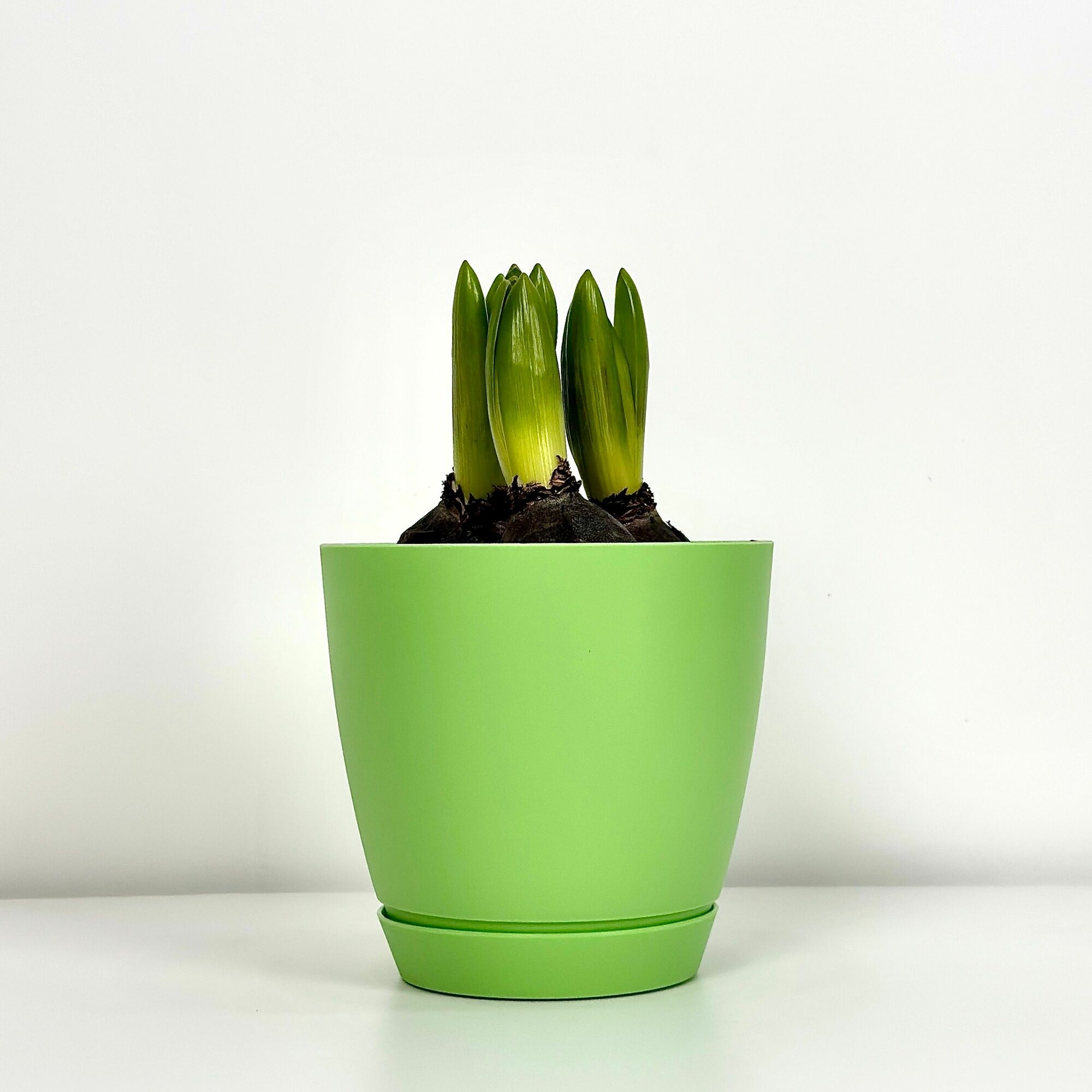 Гиацинт 3 луковицы в пластиковом салатовом горшке D14 см высота 20 см, живое растение