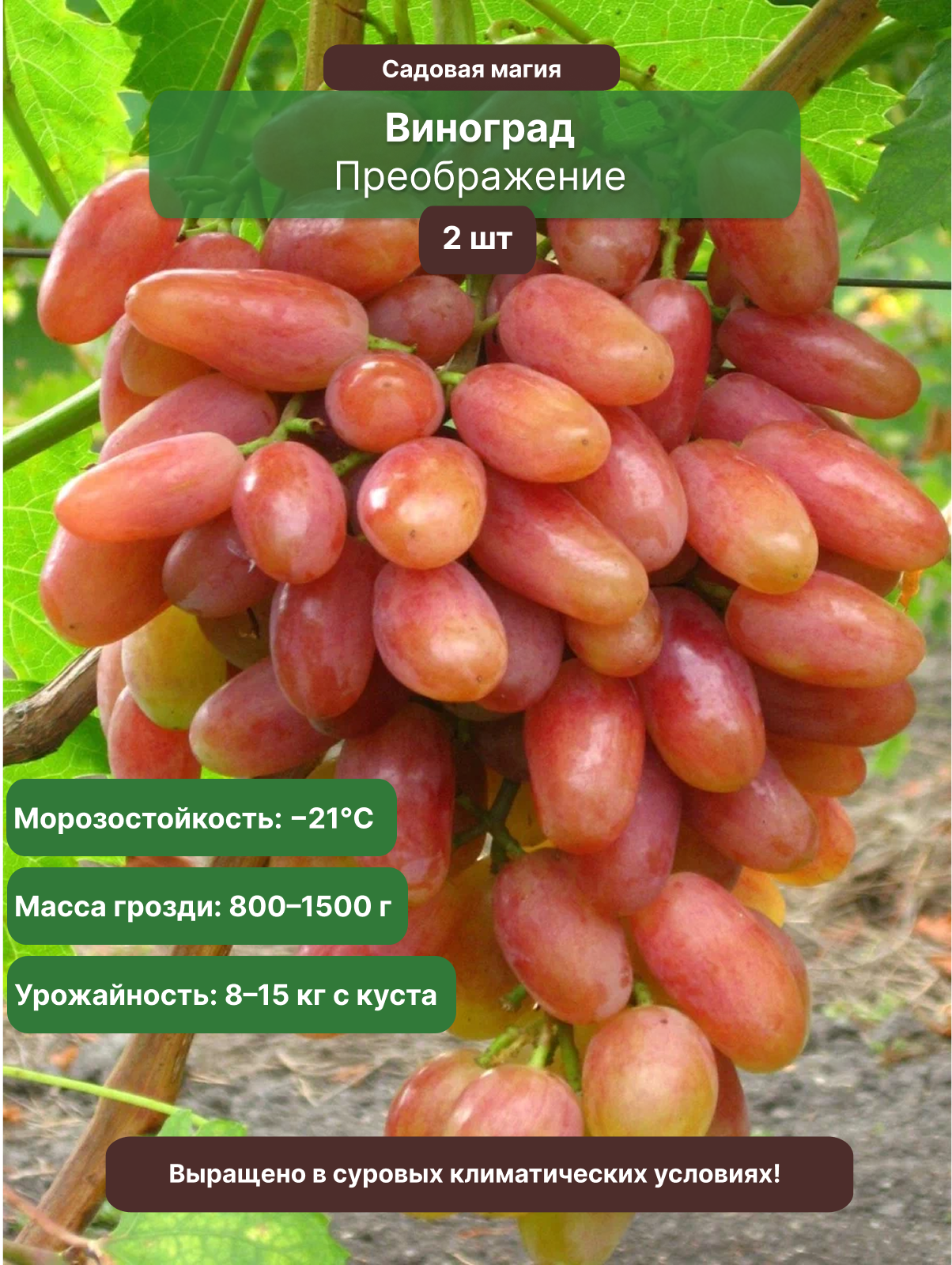 Виноград Преображение 2 шт / раннеспелый, морозостойкий сорт