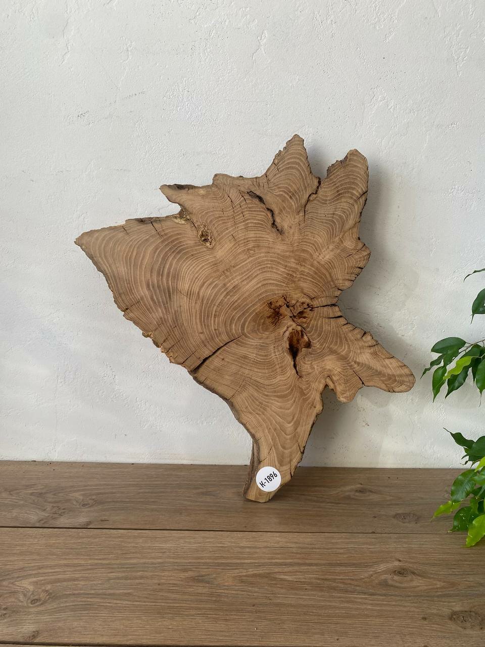 Спил дуб . Габаритные размеры 52х47х5,5 см. Шлифованный с 2-х сторон. артикул к1896