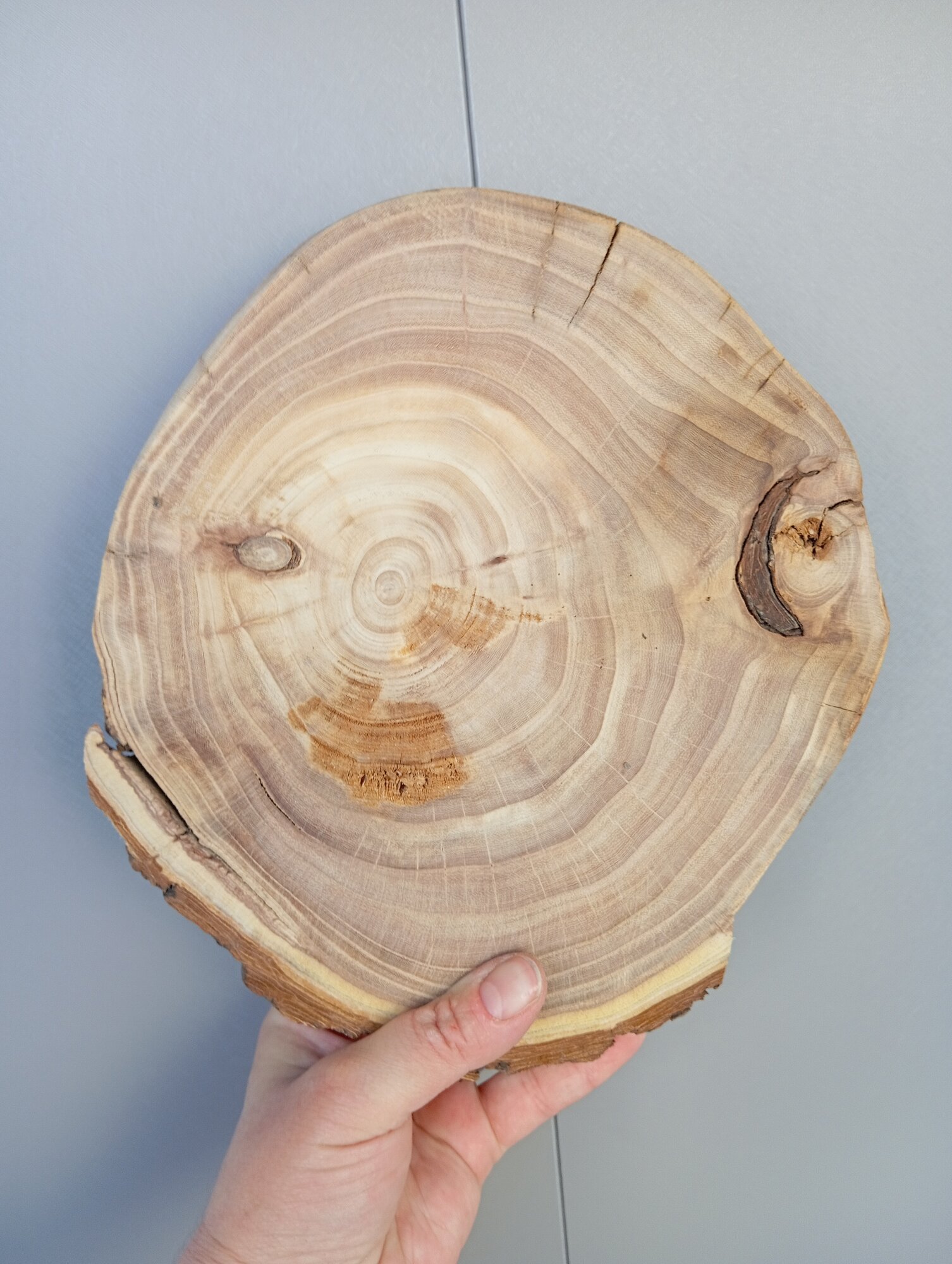 Спил дерева карагач, заготовка 22*19*3,5см