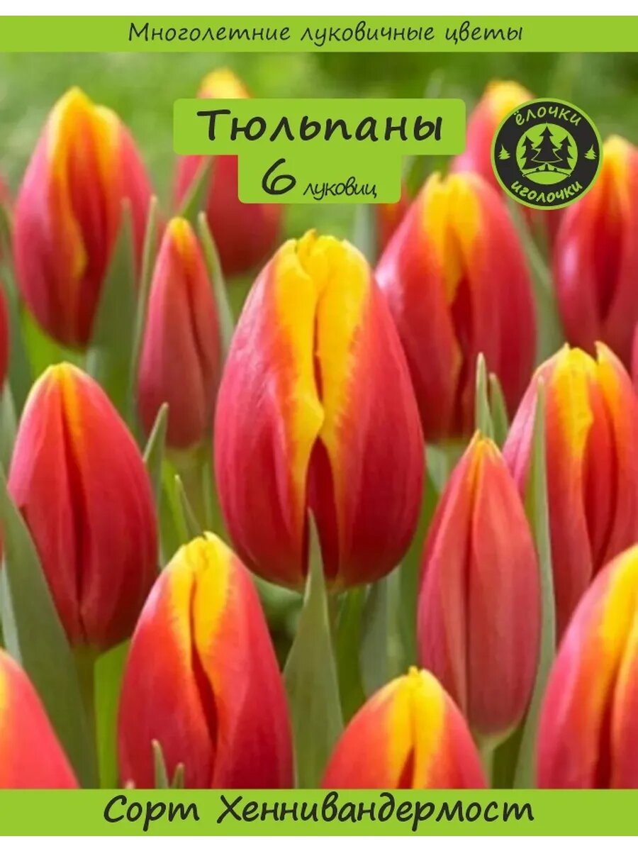 Тюльпан Луковица цветов, Хенни Ван Дер Мост, 6+ шт