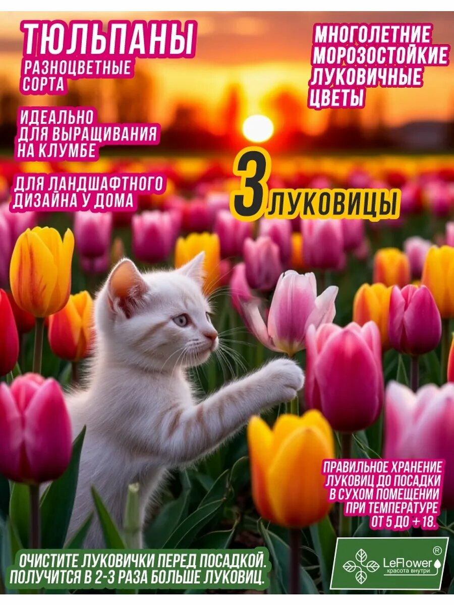 Тюльпан Луковица, Микс сортов 3 шт, неочищенные