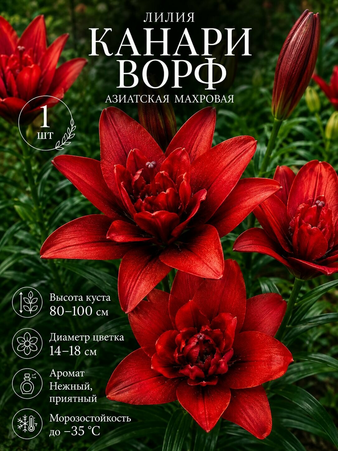 Лилия азиатская махровая сорта "Канари Ворф", 1 шт для посадки