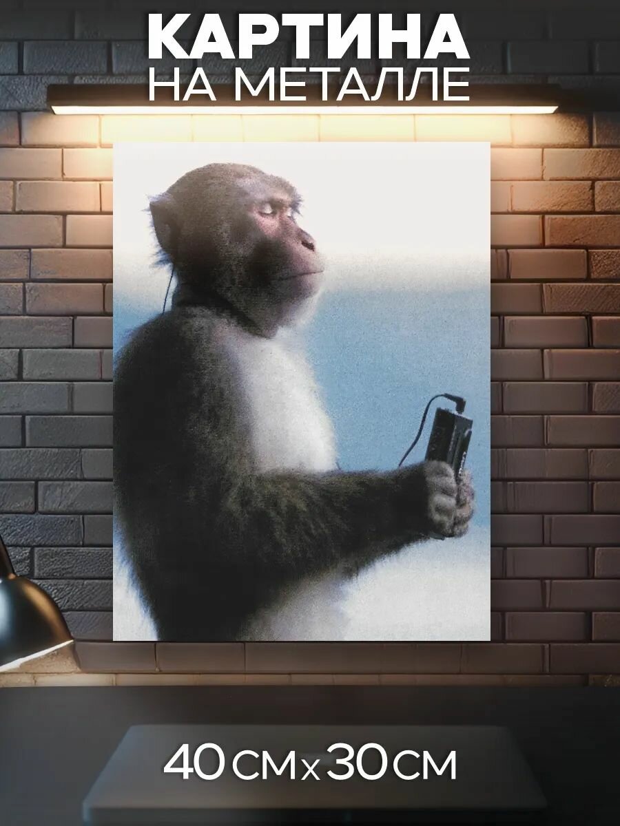 Картина на стену Monkey обезьяна