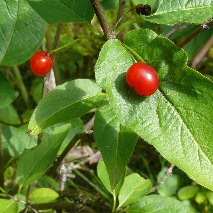Семена Деодар Жимолость альпийская 5 шт.
